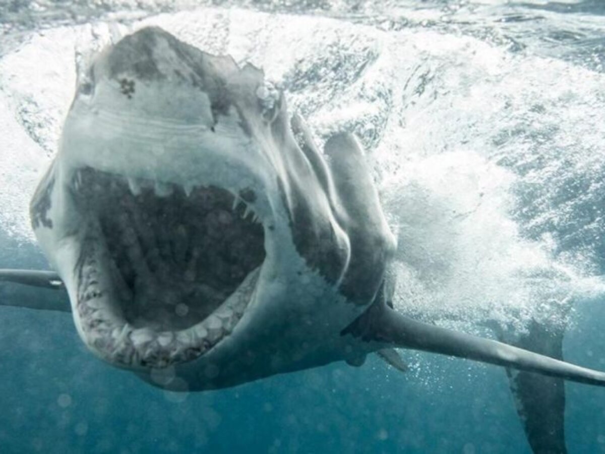 Great White Sharks Attacks Injuries 3,000 Year Old Shark Attack Left